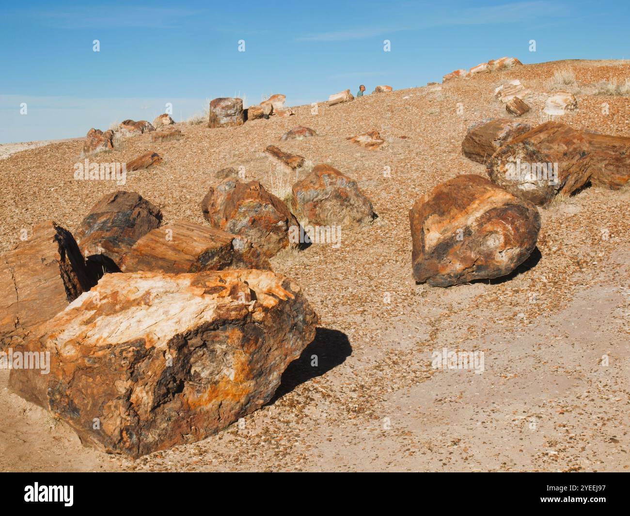 Hillside petrified rocks hi-res stock photography and images - Alamy