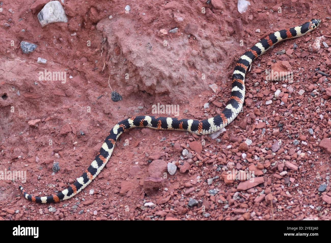 Ringed Hognose Snake (Xenodon semicinctus Stock Photo - Alamy