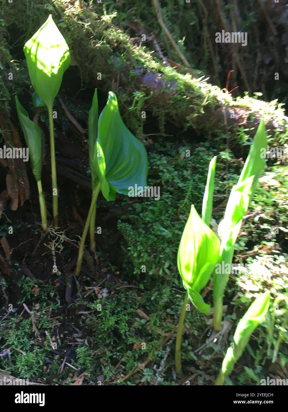 Western Lily of the Valley (Maianthemum dilatatum Stock Photo - Alamy