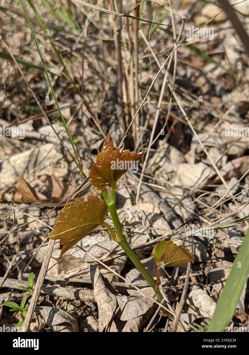 sand grape (Vitis rupestris Stock Photo - Alamy
