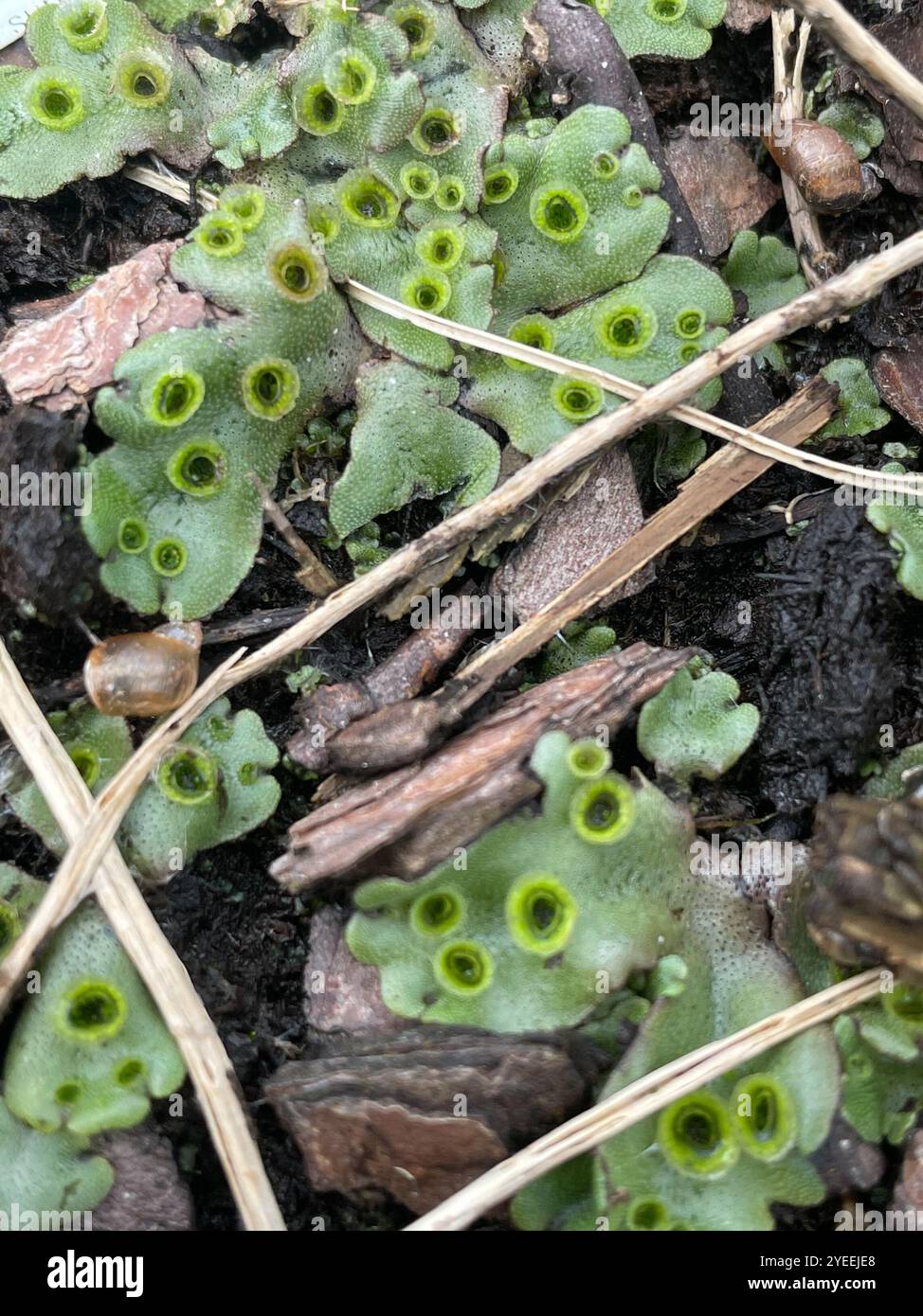 Common Liverwort (Marchantia polymorpha Stock Photo - Alamy