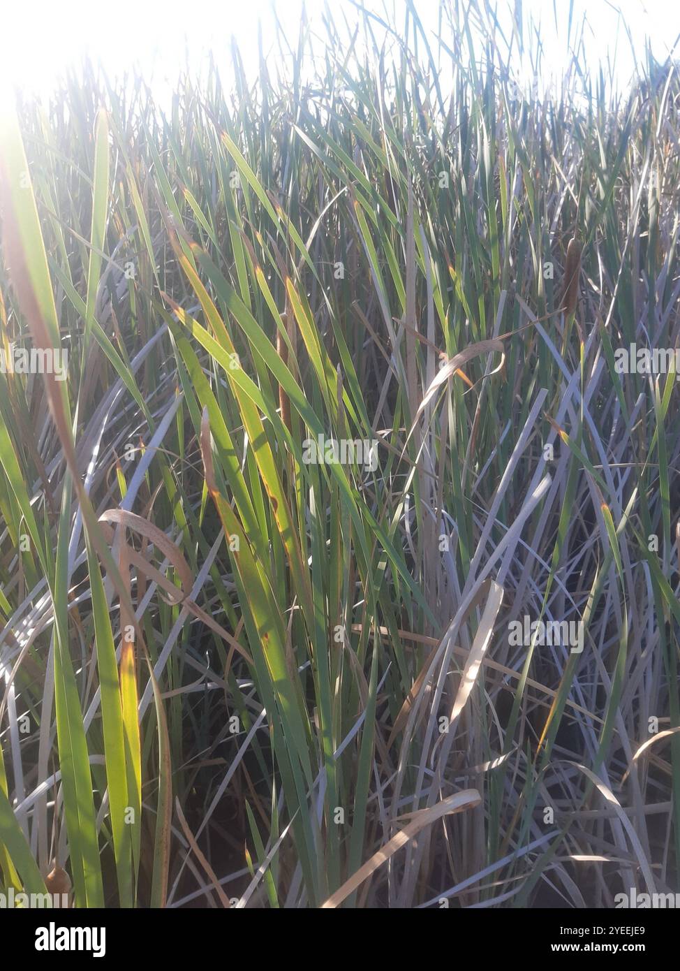 Typha orientalis hi-res stock photography and images - Alamy