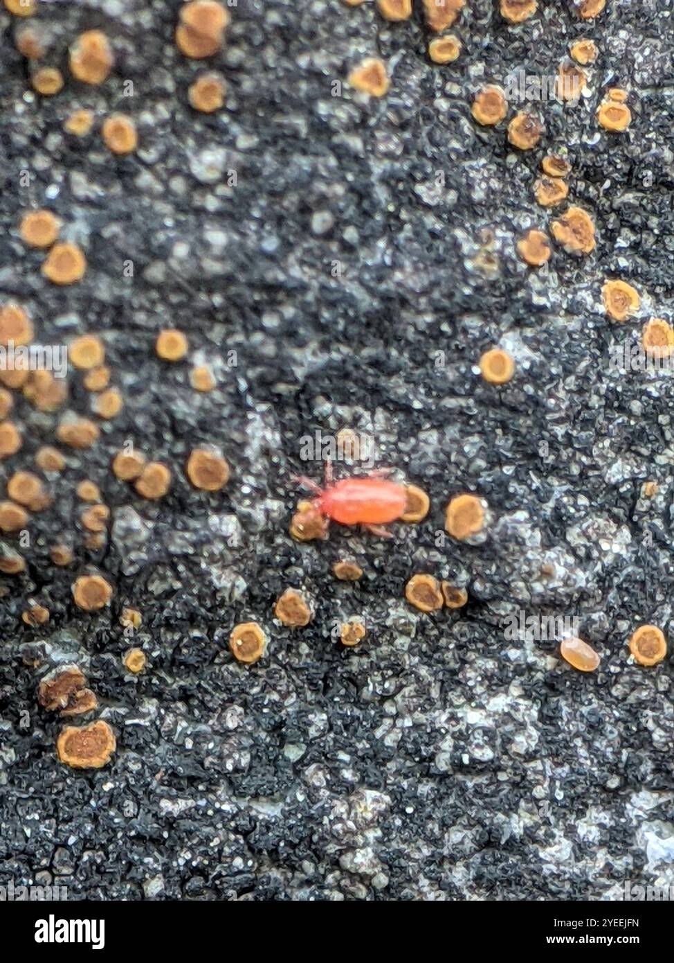 Sidewalk Mites (Balaustium Stock Photo - Alamy