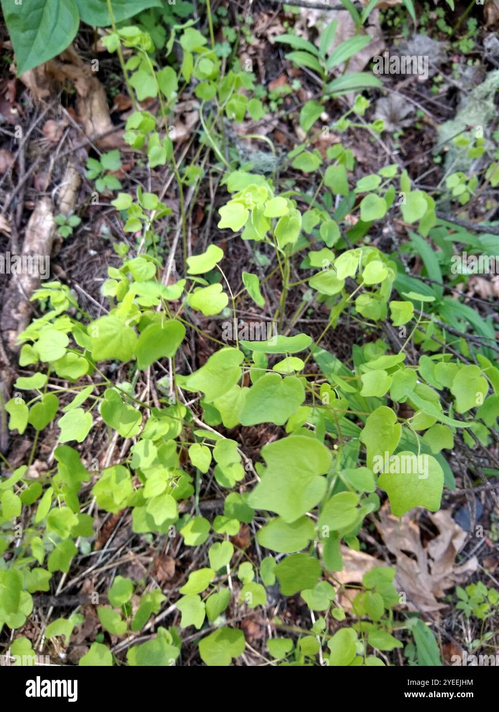 White Inside-out Flower (Vancouveria hexandra Stock Photo - Alamy