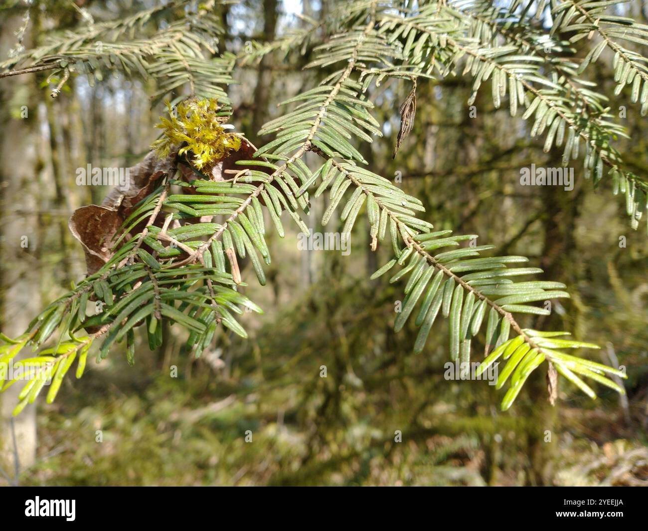 grand fir (Abies grandis Stock Photo - Alamy