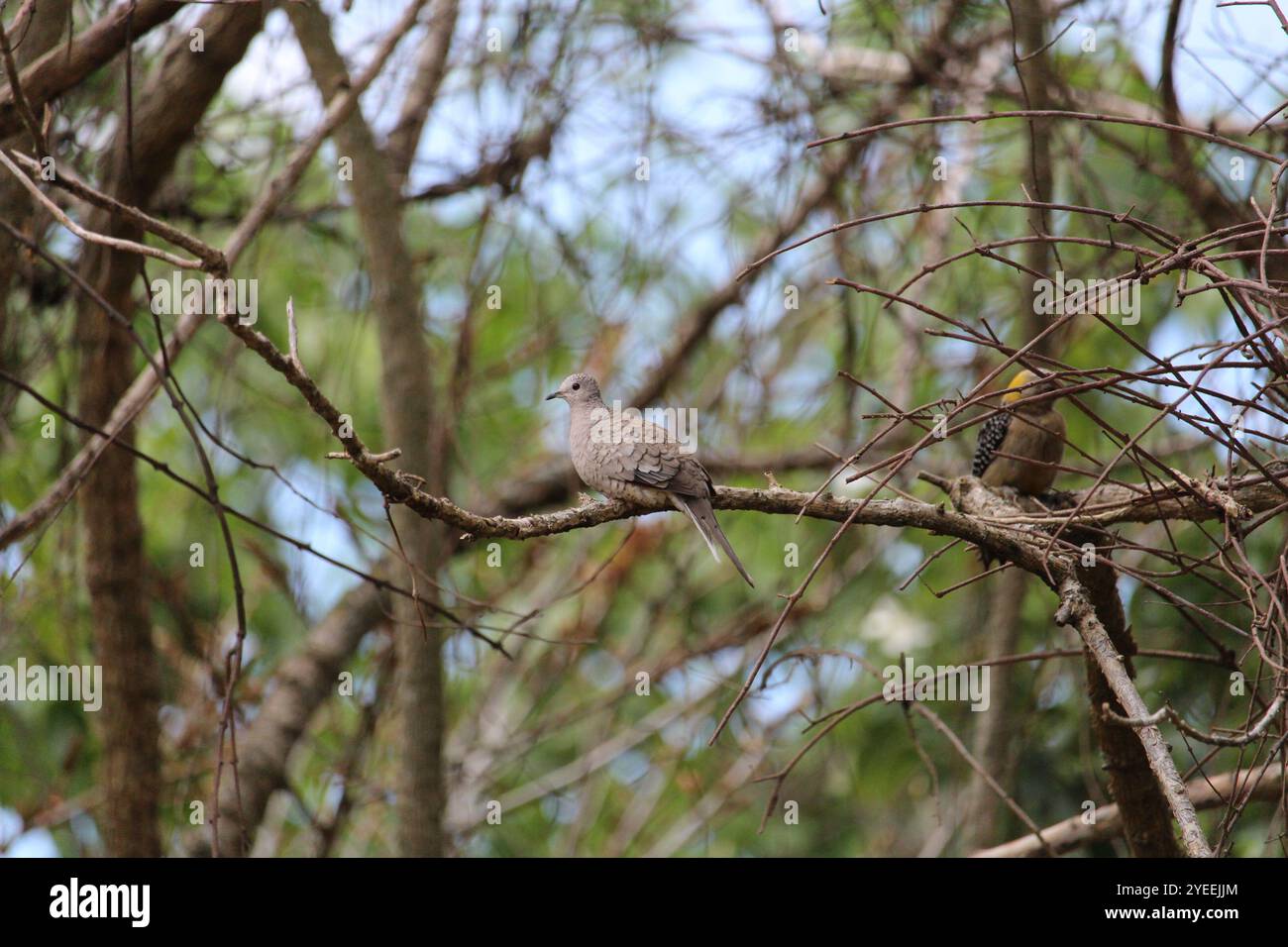 Inca Dove (Columbina inca Stock Photo - Alamy