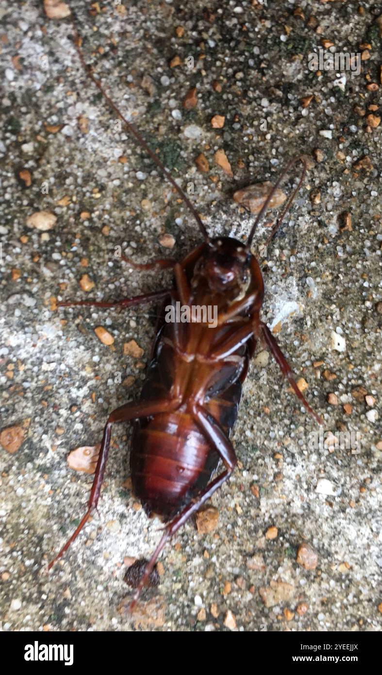 Oriental Cockroach (Blatta orientalis Stock Photo - Alamy