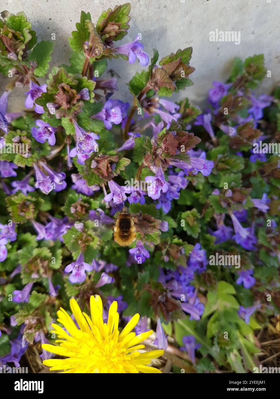 Greater Bee Fly (Bombylius major Stock Photo - Alamy