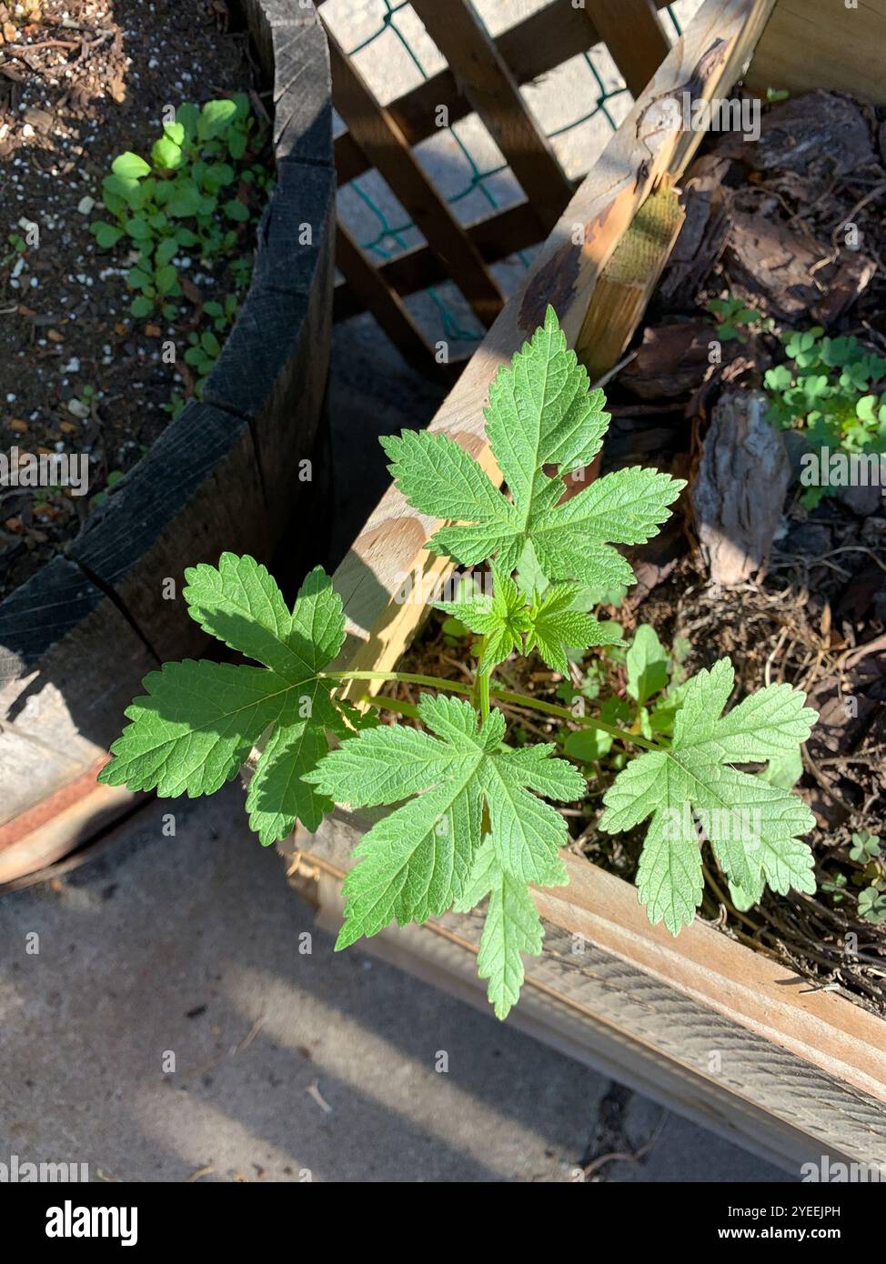 Humulus scandens hi-res stock photography and images - Alamy