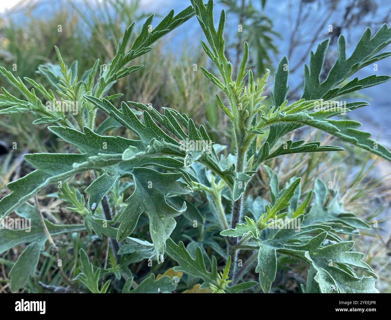 western ragweed (Ambrosia psilostachya Stock Photo - Alamy