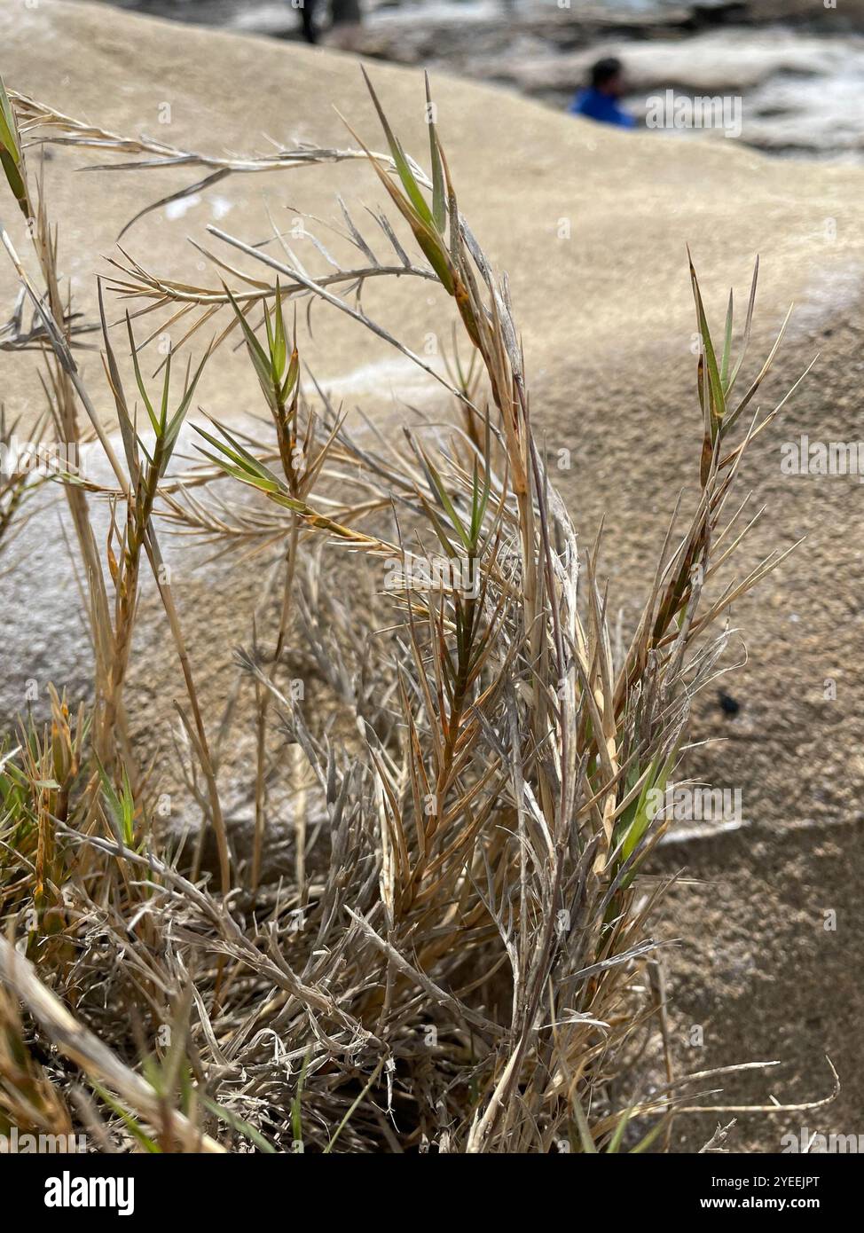 Saltgrass (Distichlis spicata Stock Photo - Alamy