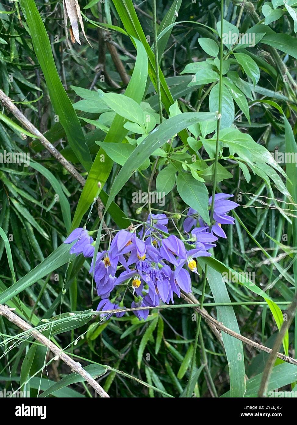 Brazilian Nightshade (Solanum seaforthianum Stock Photo - Alamy
