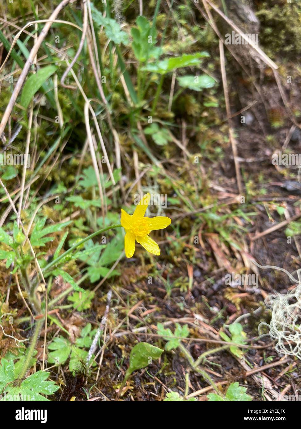 Western Buttercup (Ranunculus occidentalis Stock Photo - Alamy