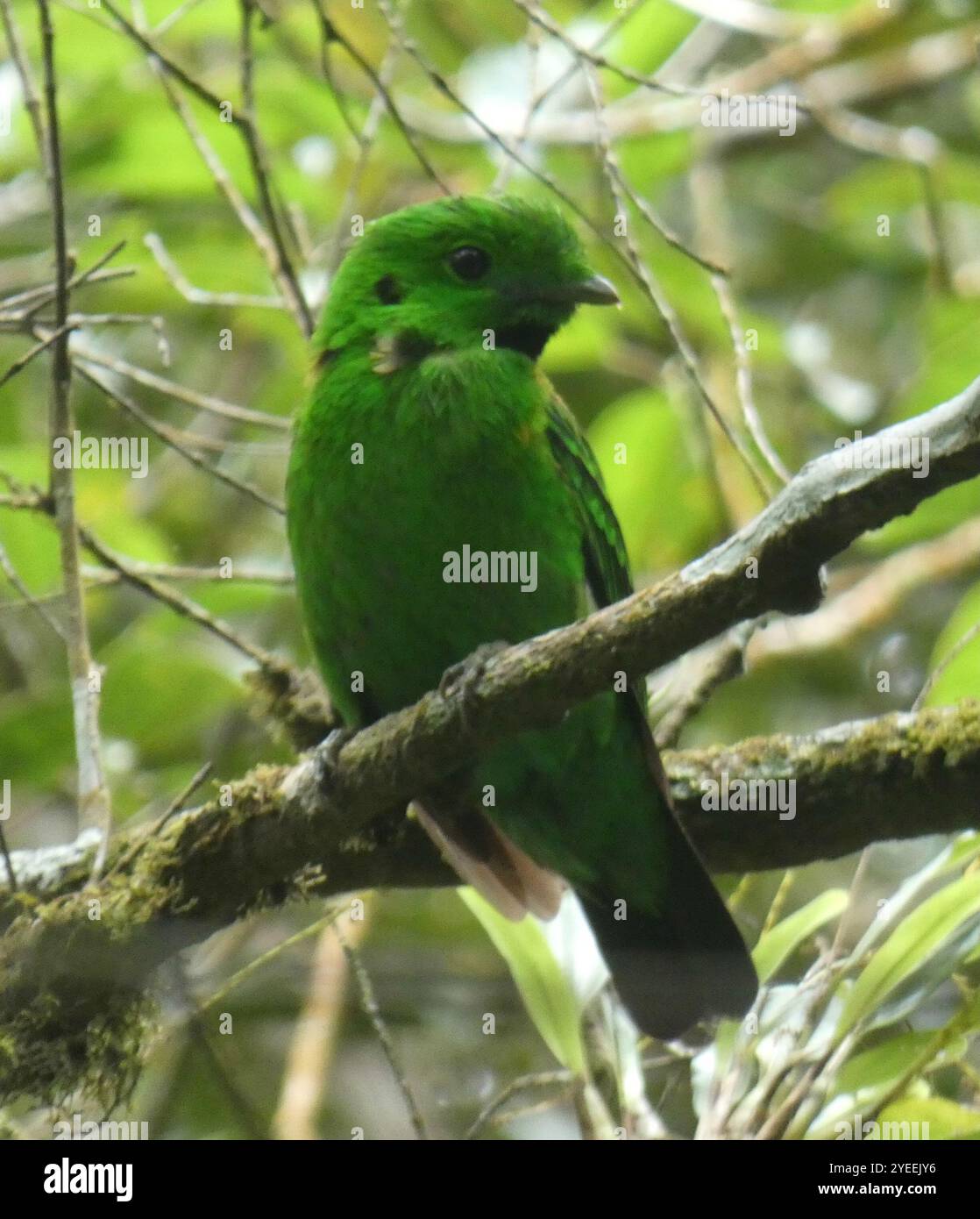 Calyptomena hi-res stock photography and images - Alamy
