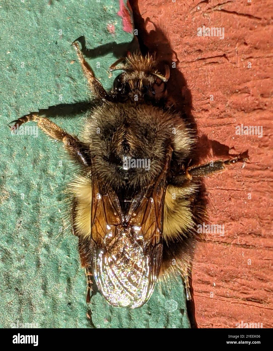 Sitka Bumble Bee (Bombus sitkensis Stock Photo - Alamy
