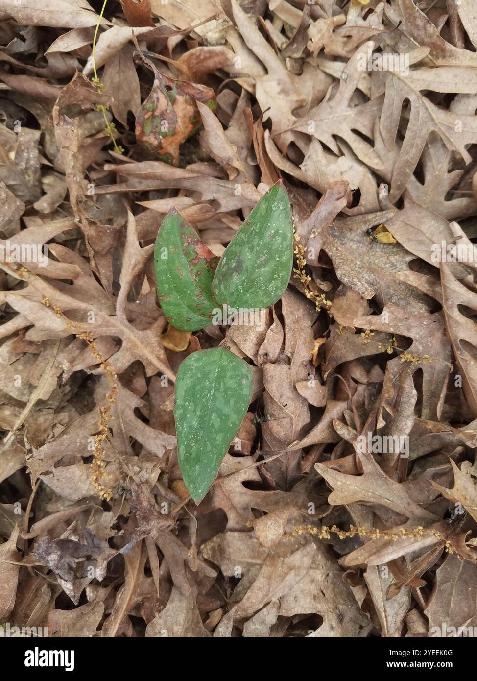 sawbrier (Smilax glauca Stock Photo - Alamy