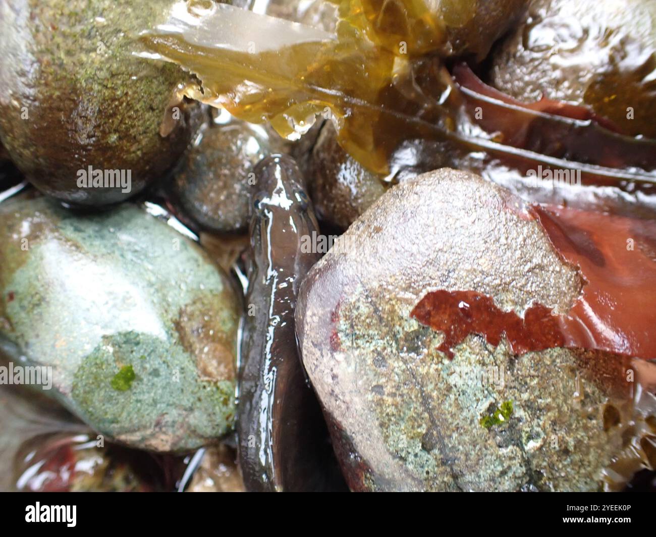 Black Prickleback (Xiphister atropurpureus Stock Photo - Alamy