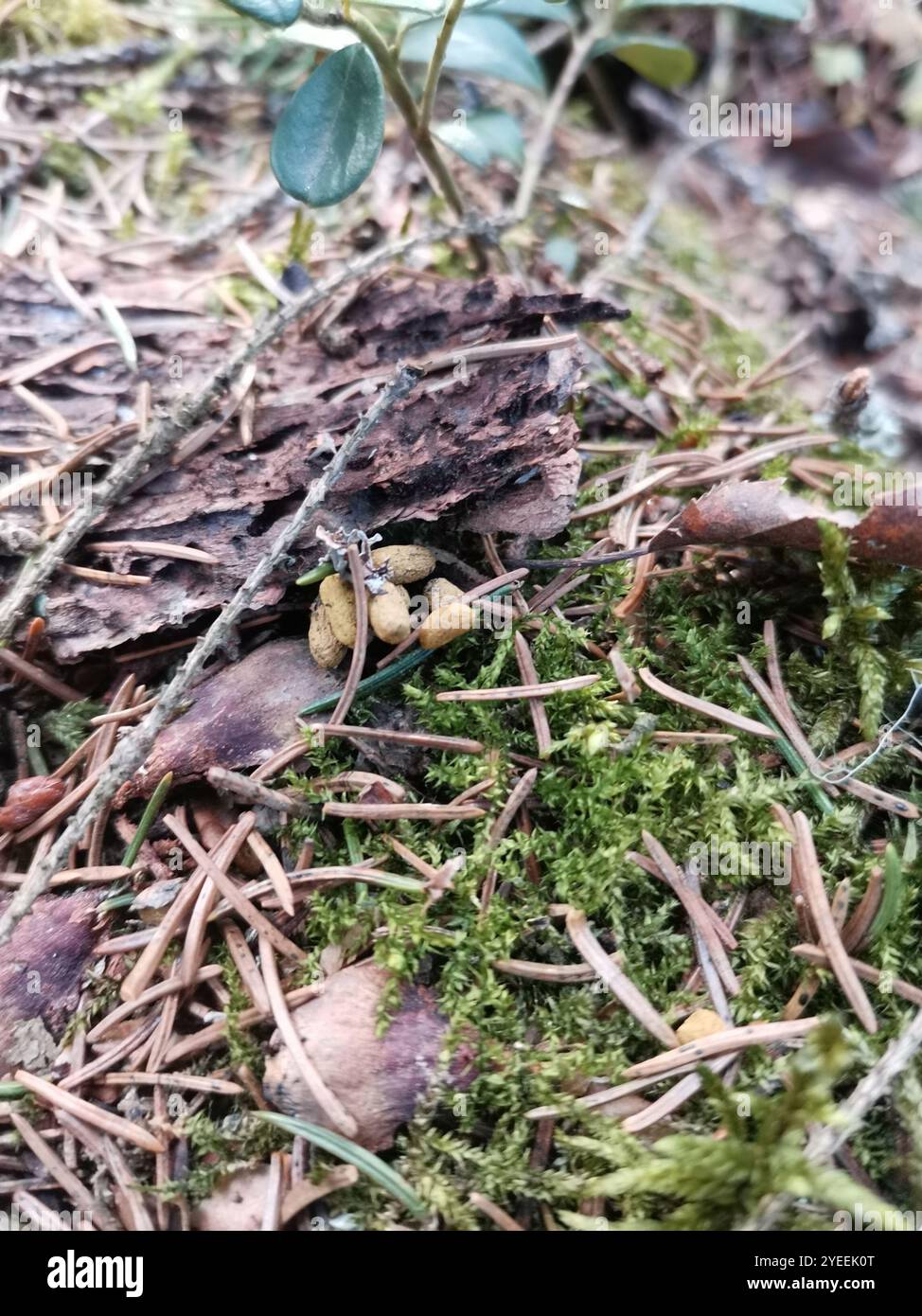 Siberian Flying Squirrel (Pteromys volans Stock Photo - Alamy