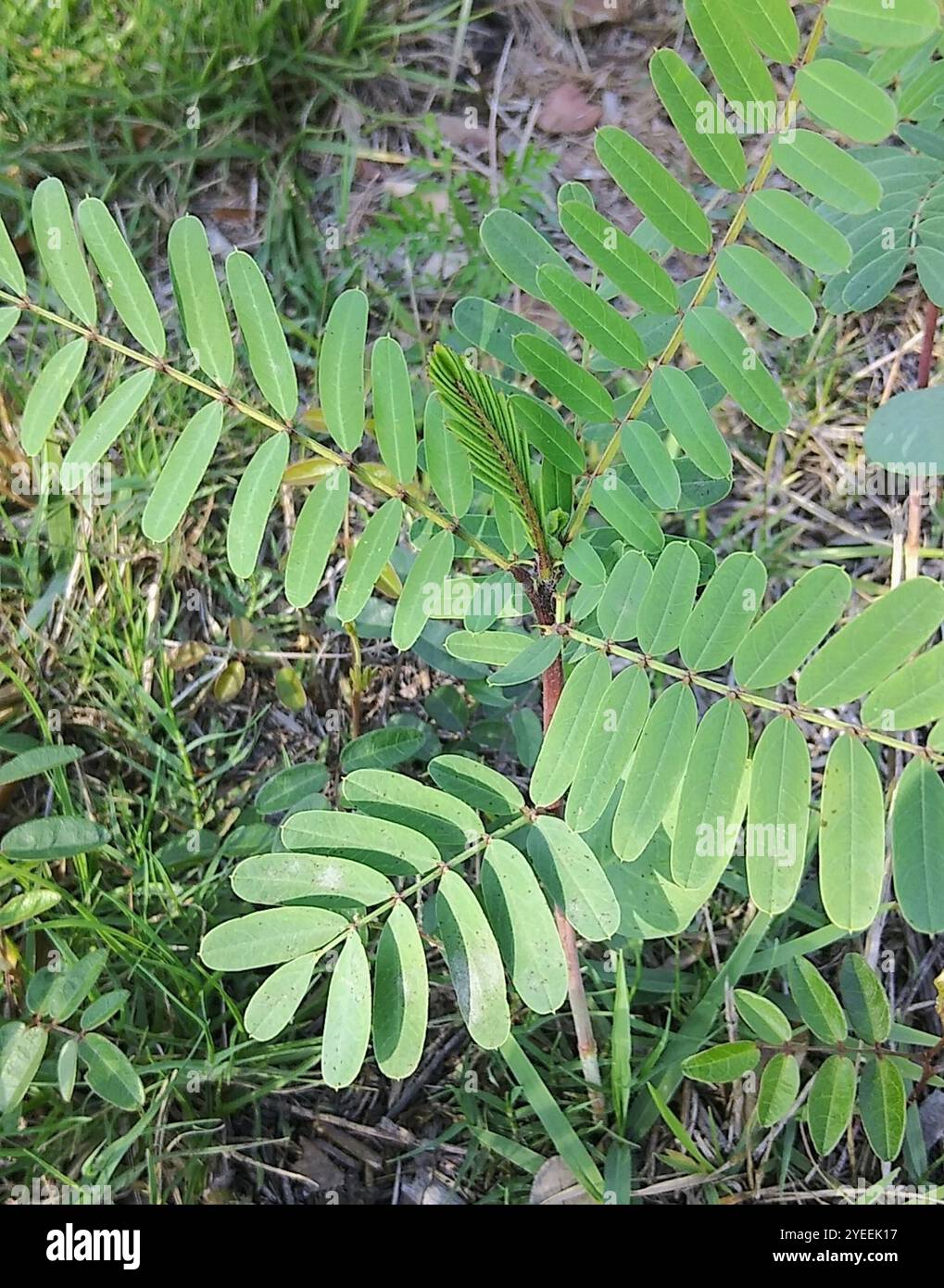 partridge pea (Chamaecrista fasciculata Stock Photo - Alamy