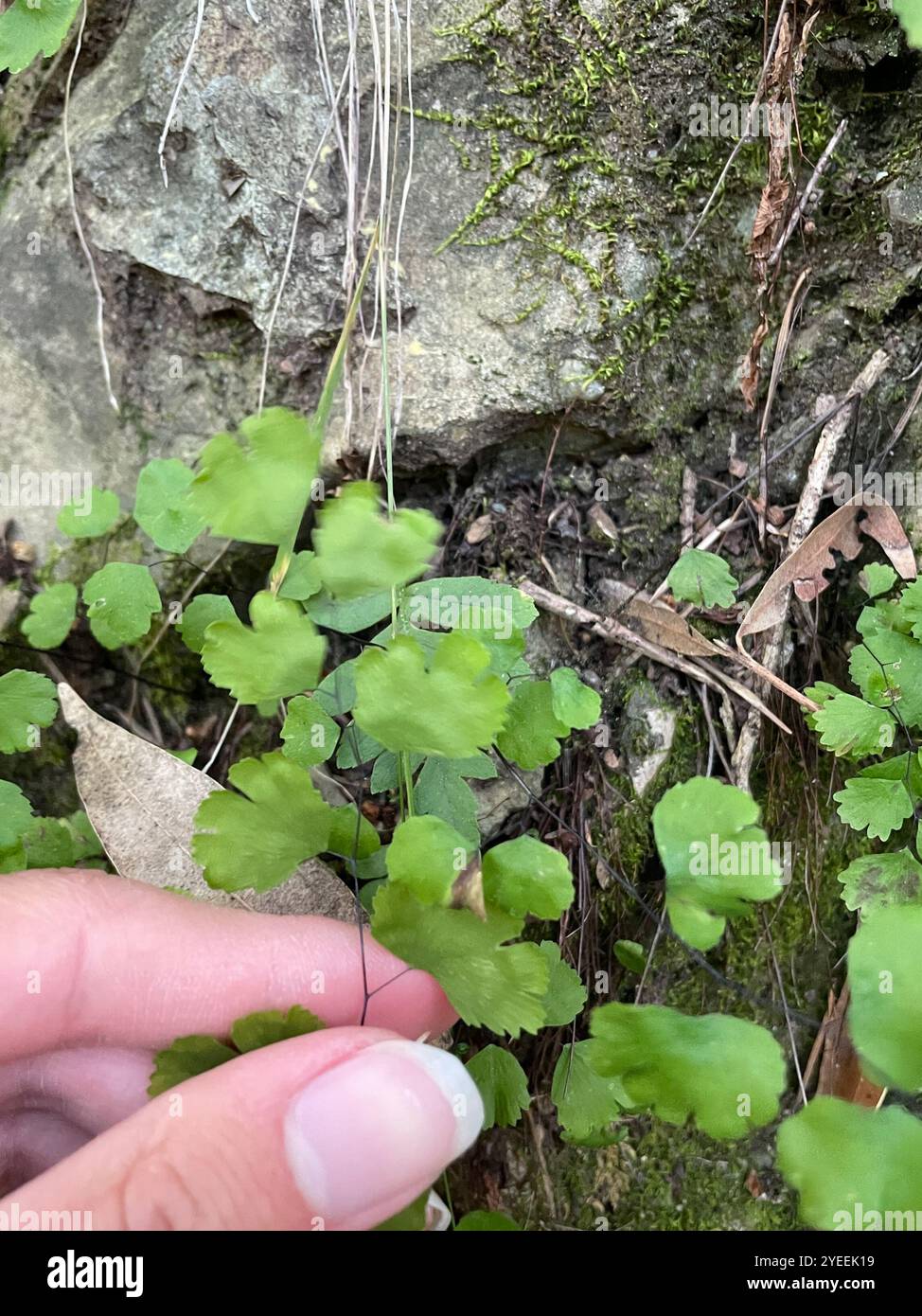 California Maidenhair Fern (Adiantum jordanii Stock Photo - Alamy