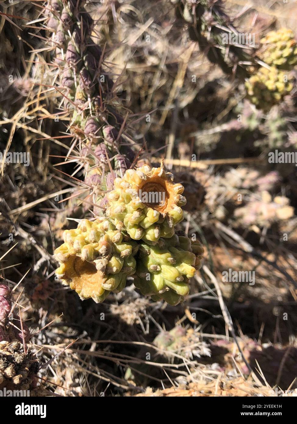 Whipple Cholla (Cylindropuntia whipplei Stock Photo - Alamy