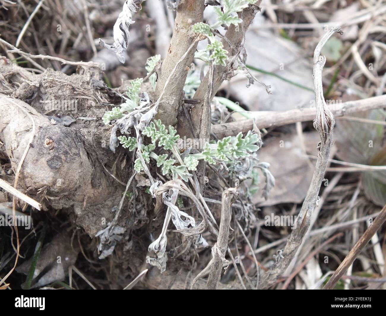absinthe wormwood (Artemisia absinthium Stock Photo - Alamy