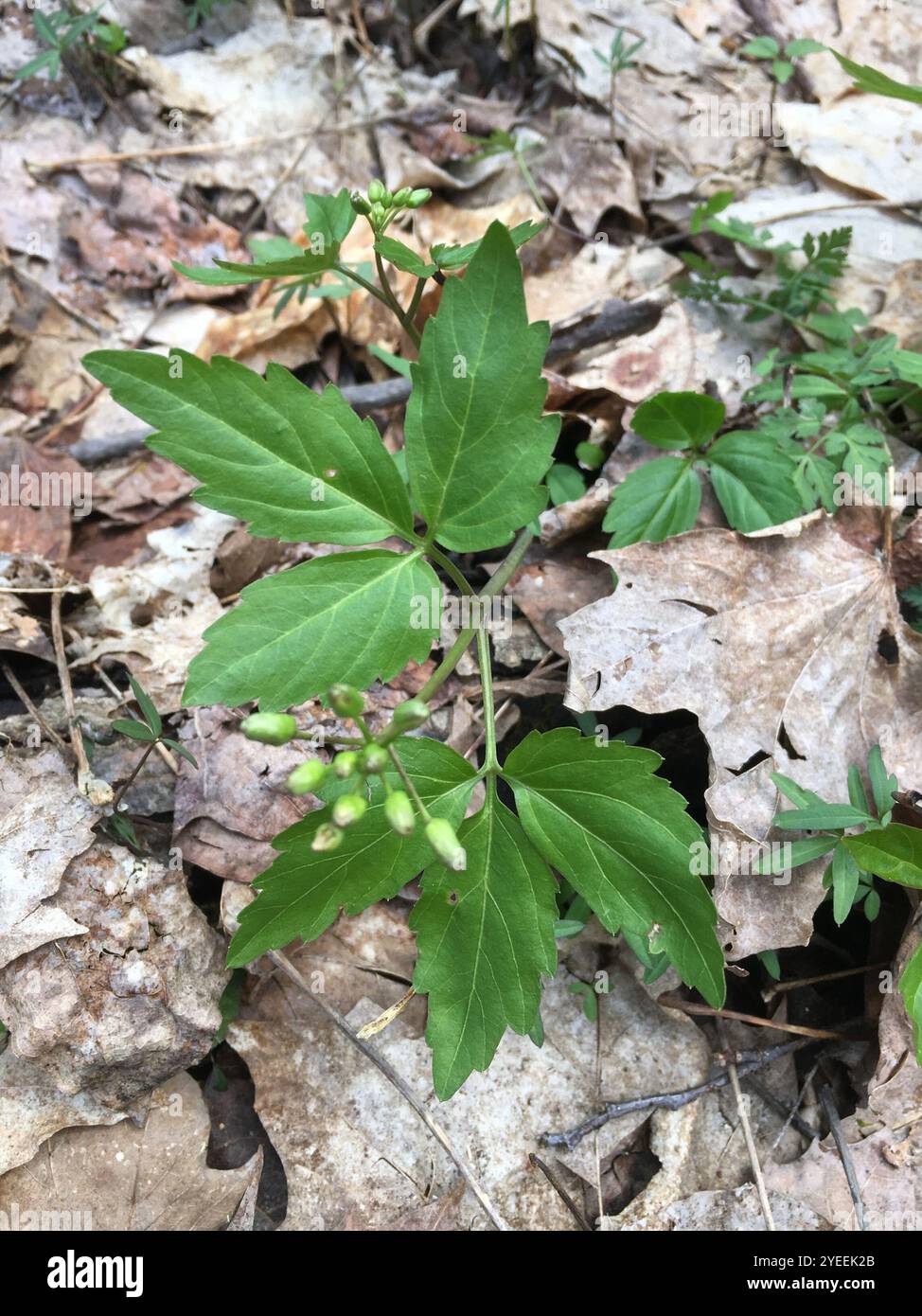 Two-leaved Toothwort (Cardamine diphylla Stock Photo - Alamy