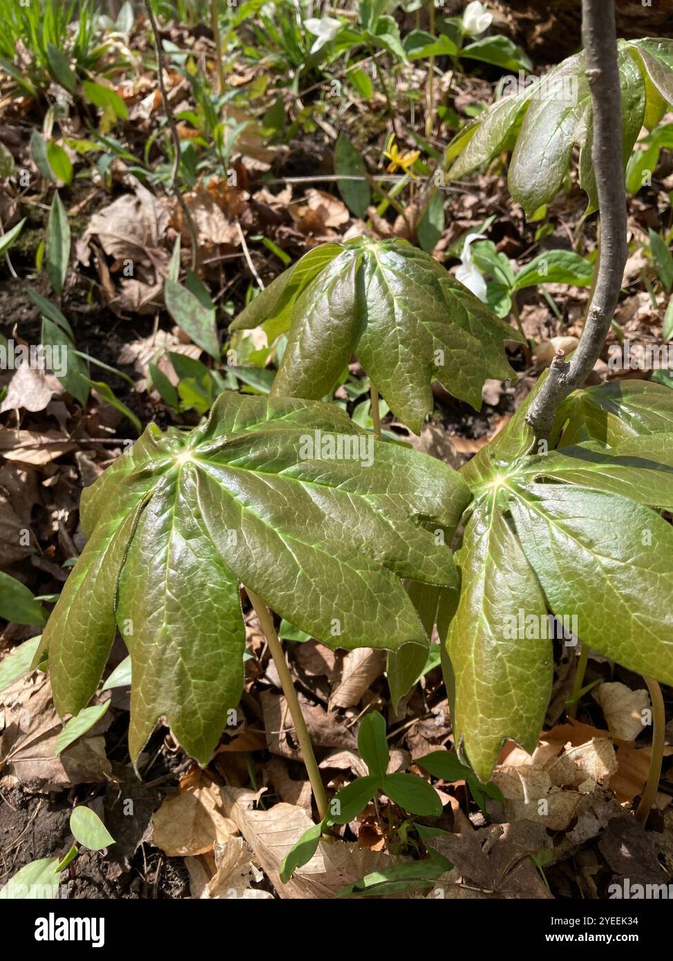 mayapple (Podophyllum peltatum Stock Photo - Alamy