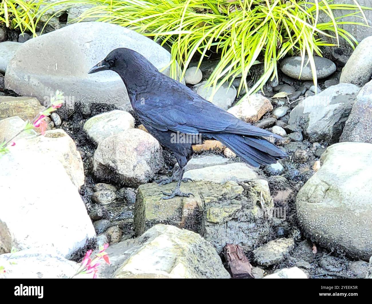 American Crow (Corvus brachyrhynchos Stock Photo - Alamy