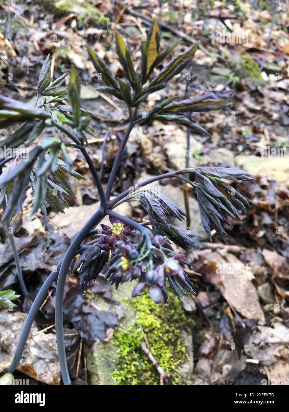 early blue cohosh (Caulophyllum giganteum Stock Photo - Alamy