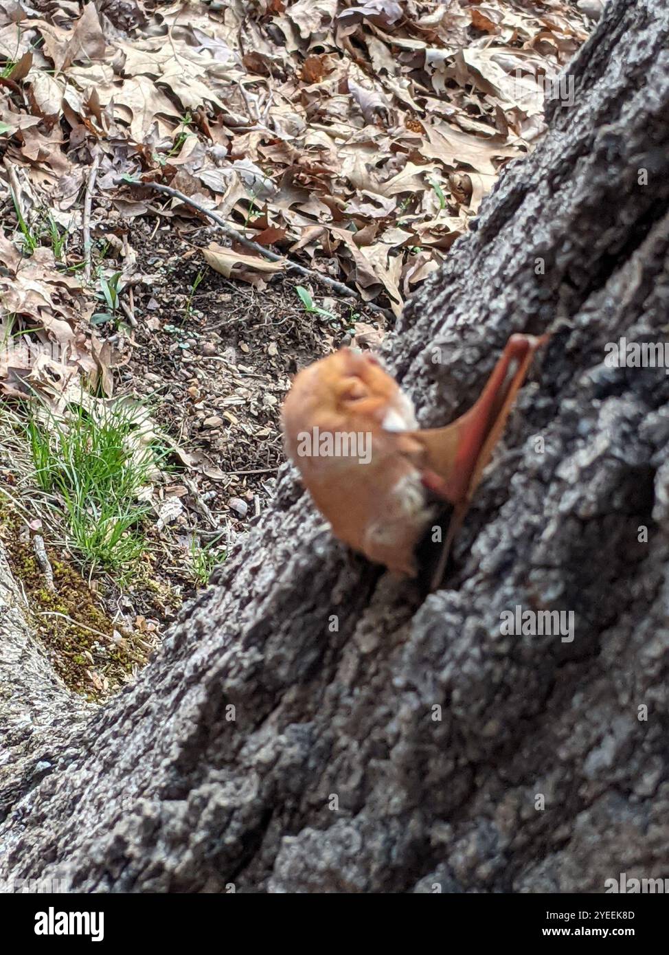Eastern Red Bat (Lasiurus borealis Stock Photo - Alamy