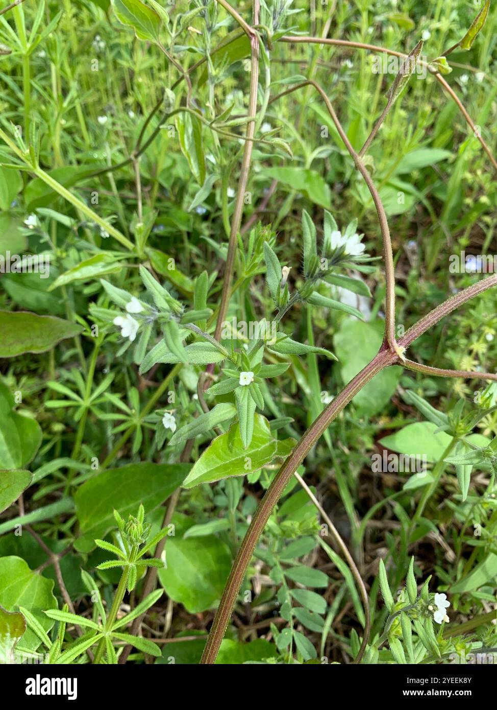 corn gromwell (Buglossoides arvensis Stock Photo - Alamy