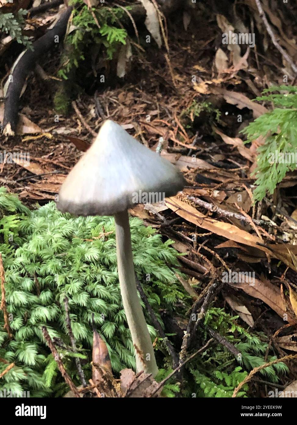 blue pinkgill (Entoloma hochstetteri Stock Photo - Alamy