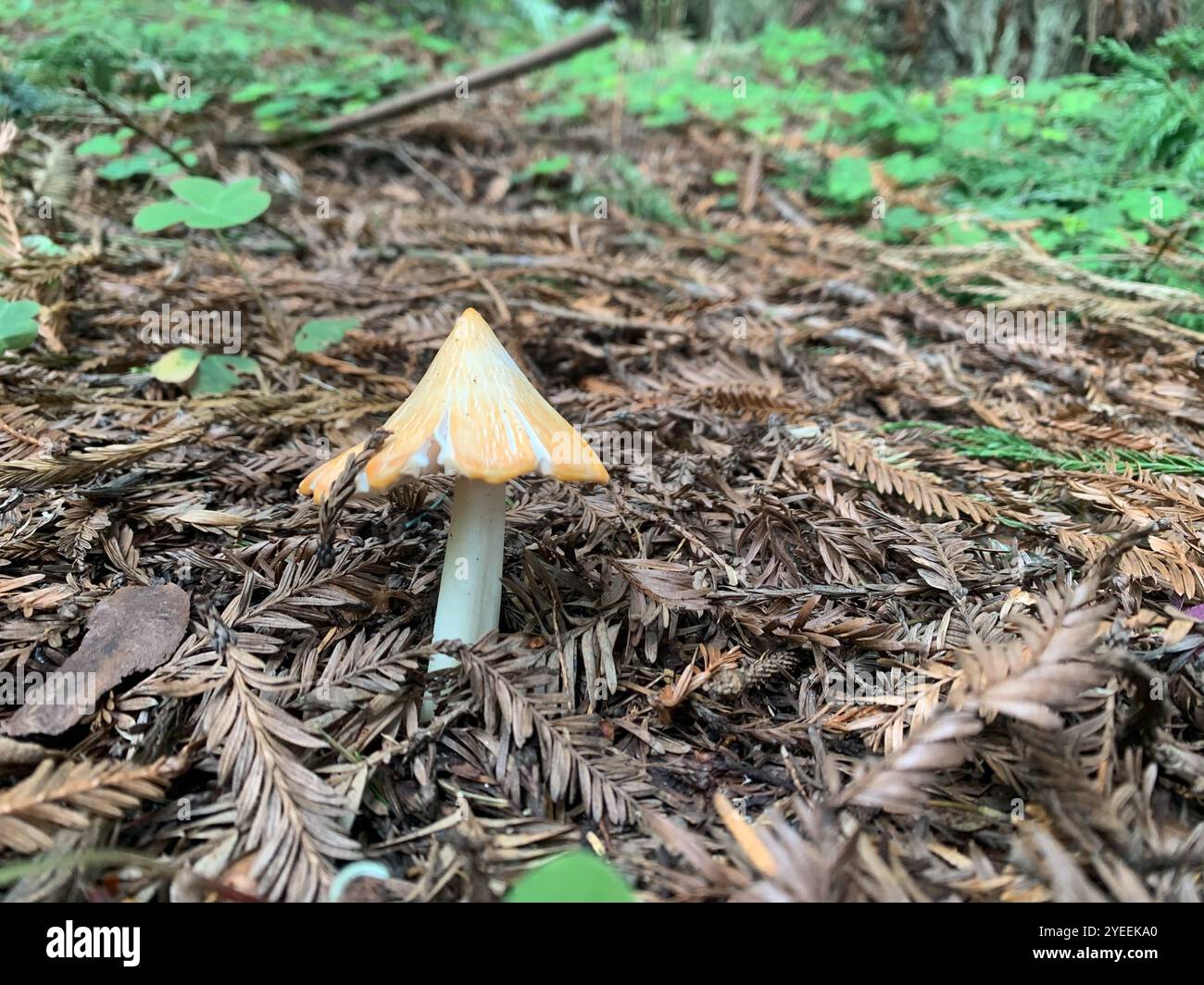 Pink Waxcap (Porpolomopsis calyptriformis Stock Photo - Alamy
