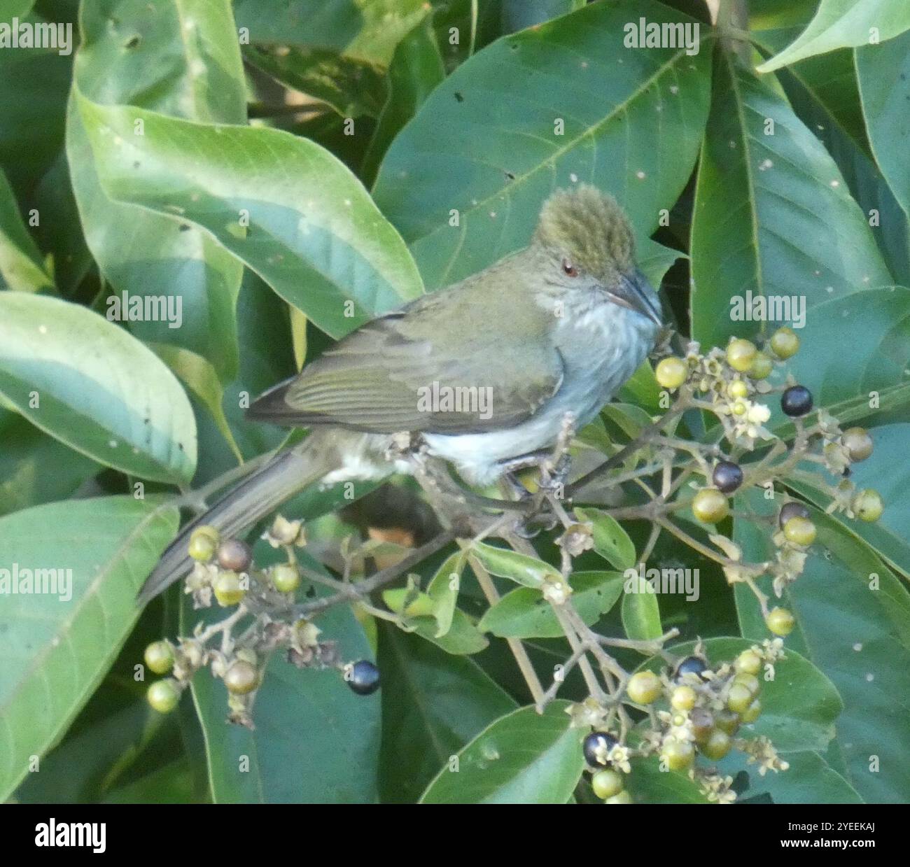 Ixos hi-res stock photography and images - Alamy