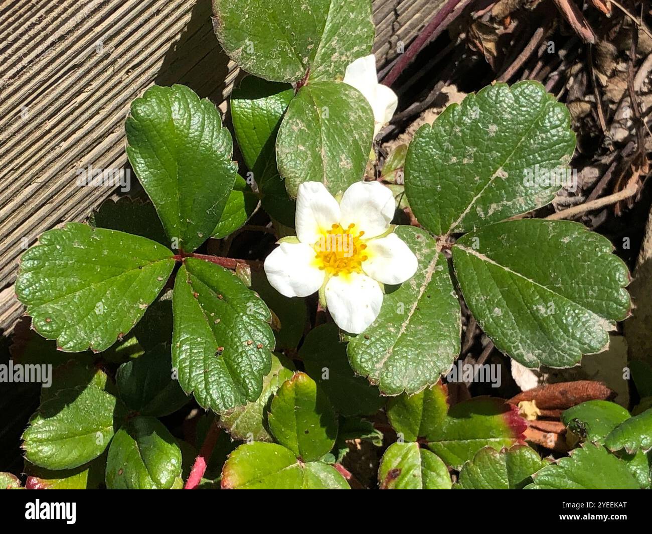 beach strawberry (Fragaria chiloensis Stock Photo - Alamy
