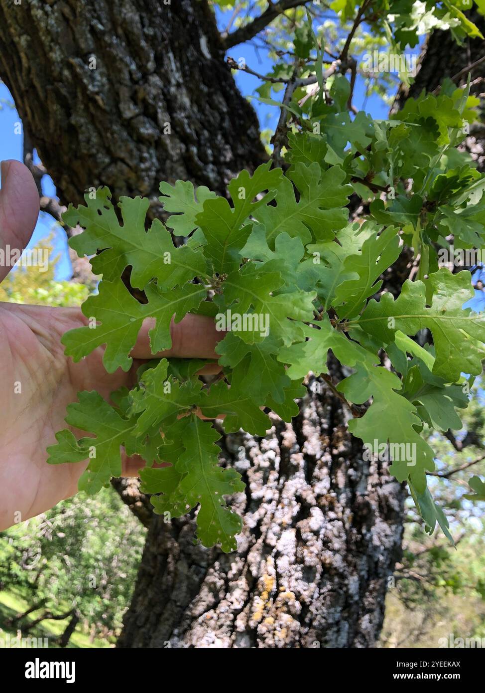 valley oak (Quercus lobata Stock Photo - Alamy