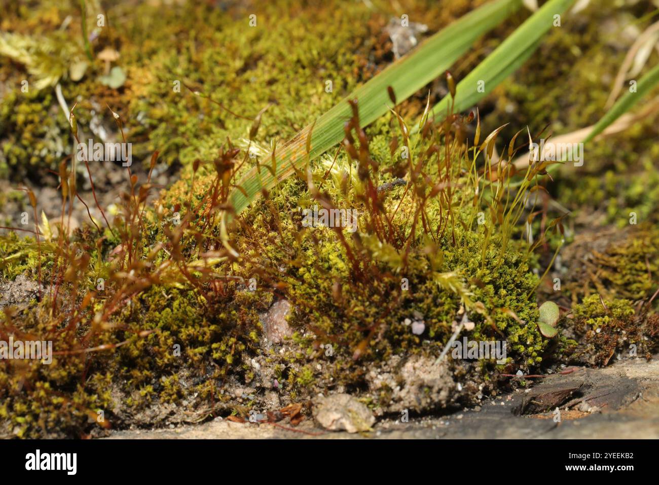 Wall Screw-moss (Tortula muralis Stock Photo - Alamy