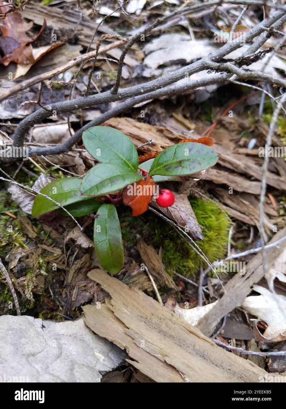Eastern Teaberry (Gaultheria procumbens Stock Photo - Alamy