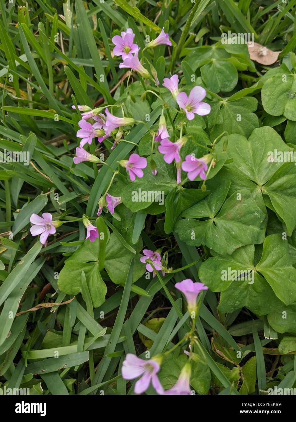 Largeflower pink-sorrel (Oxalis debilis Stock Photo - Alamy