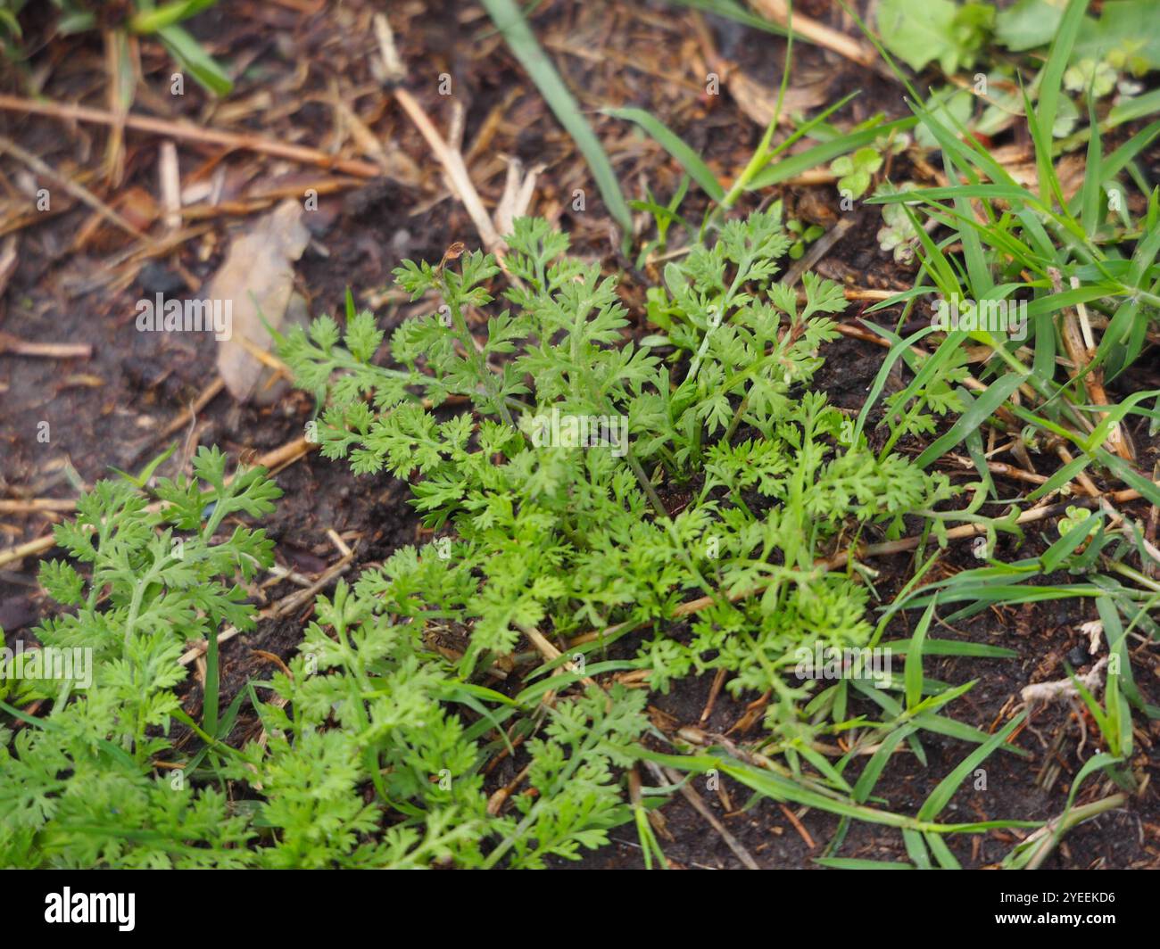 Burweed hi-res stock photography and images - Alamy