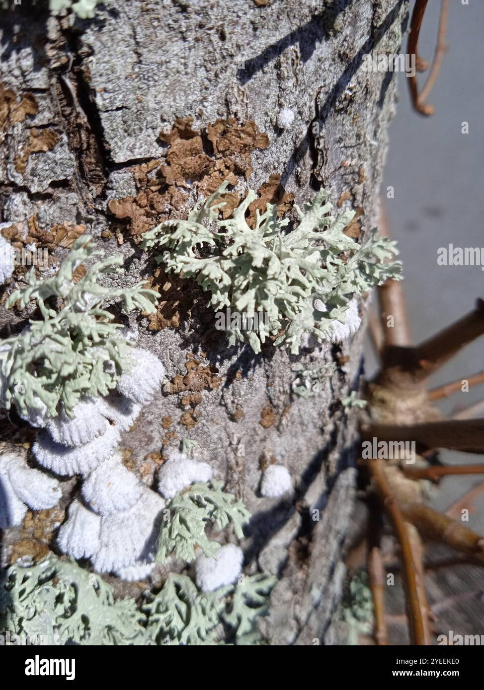 shield lichens, rim lichens, and allies (Lecanorales Stock Photo - Alamy