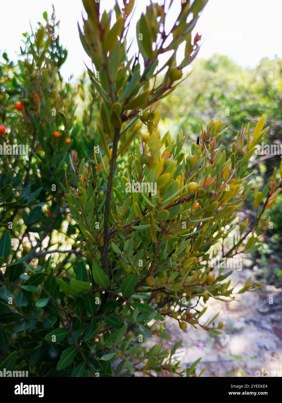 Osyris lanceolata hi-res stock photography and images - Alamy