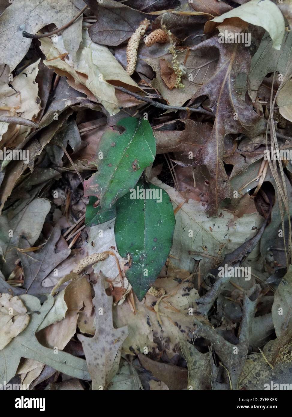 crane-fly orchid (Tipularia discolor Stock Photo - Alamy