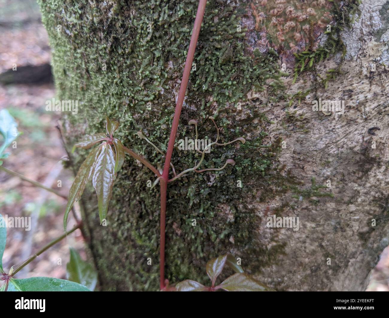 Virginia creeper (Parthenocissus quinquefolia Stock Photo - Alamy