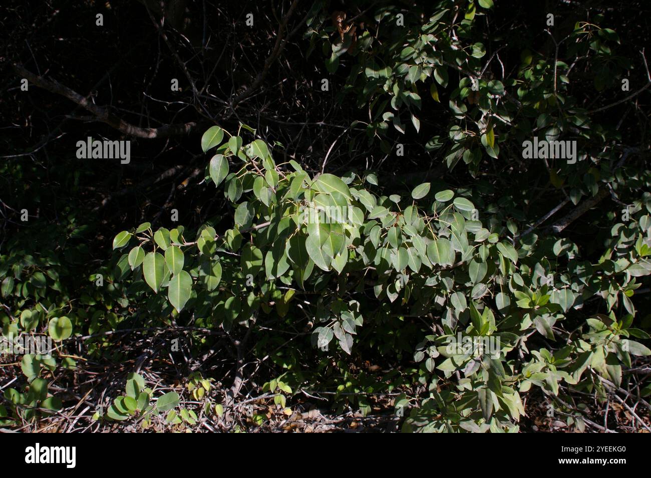 Manchineel (Hippomane mancinella Stock Photo - Alamy