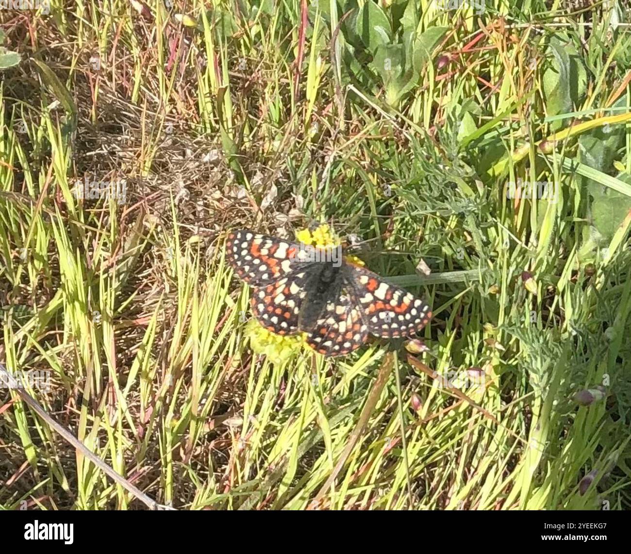 Ediths checkerspot hi-res stock photography and images - Alamy