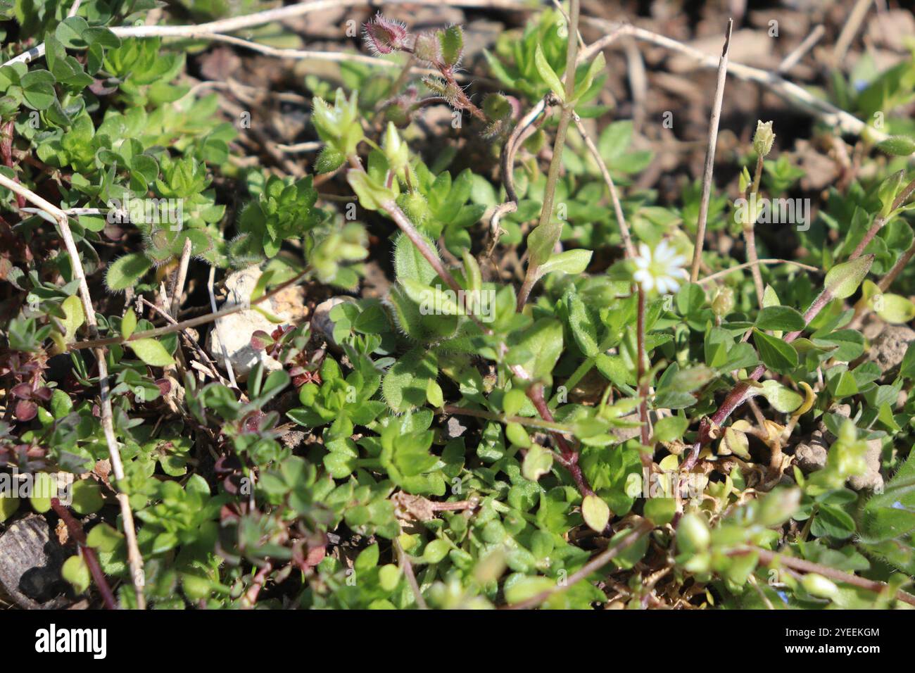 common chickweed (Stellaria media Stock Photo - Alamy