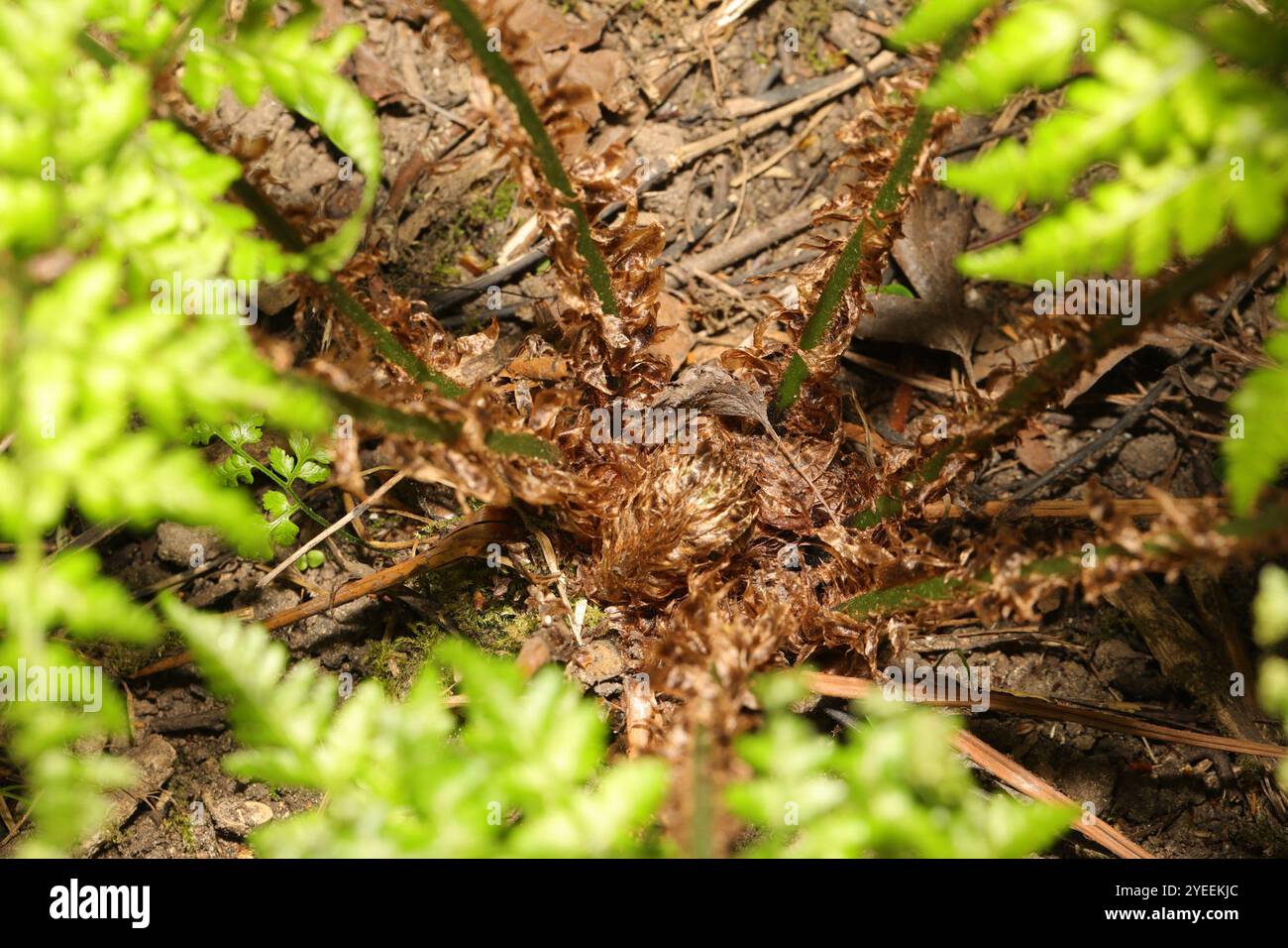 broad buckler-fern (Dryopteris dilatata Stock Photo - Alamy