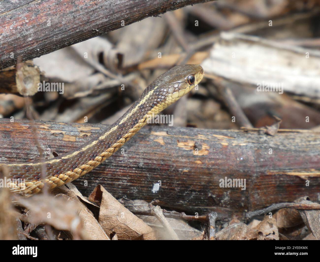Common Garter Snake (Thamnophis sirtalis Stock Photo - Alamy